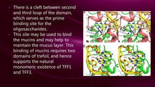 Trefoil factor | PPTX