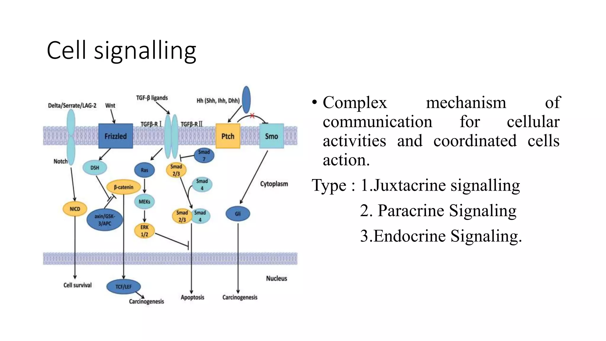 T regulatory cell | PPTX
