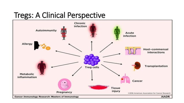 T regulatory cell | PPTX | Genetics | Science