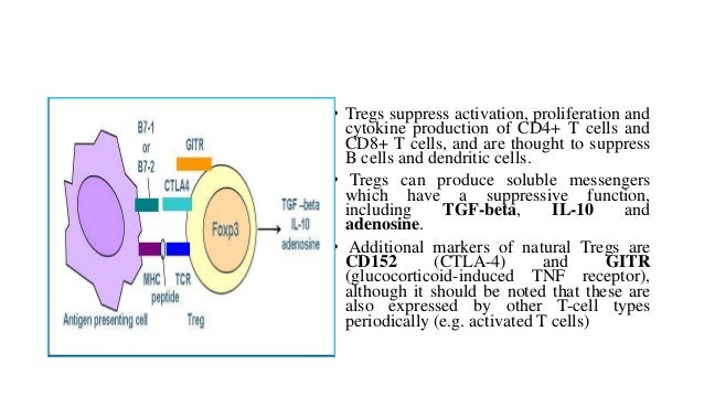 T regulatory cell