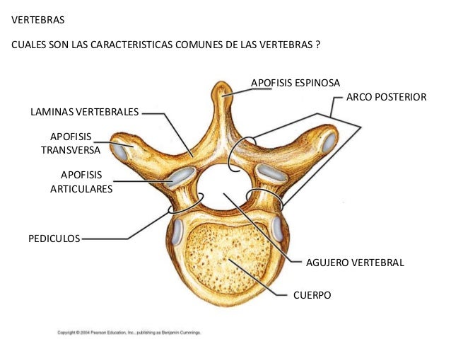 Neuroanatomia