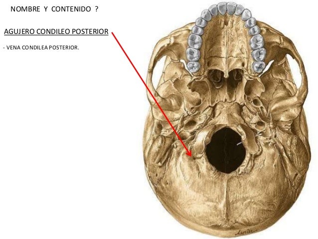 Neuroanatomia