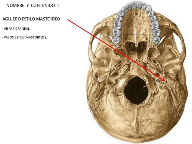 Neuroanatomia
