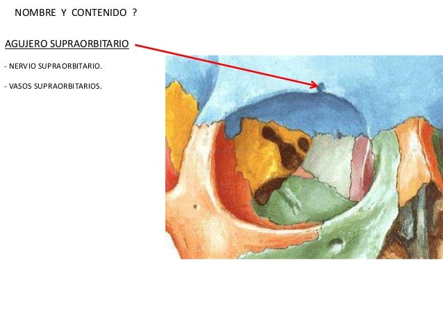 Neuroanatomia