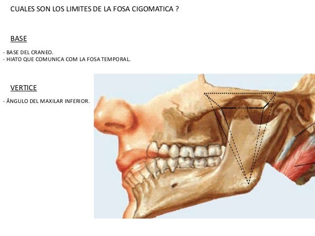 Neuroanatomia