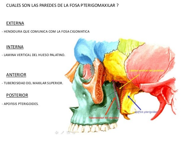 Neuroanatomia