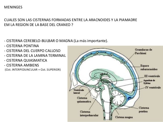 Neuroanatomia