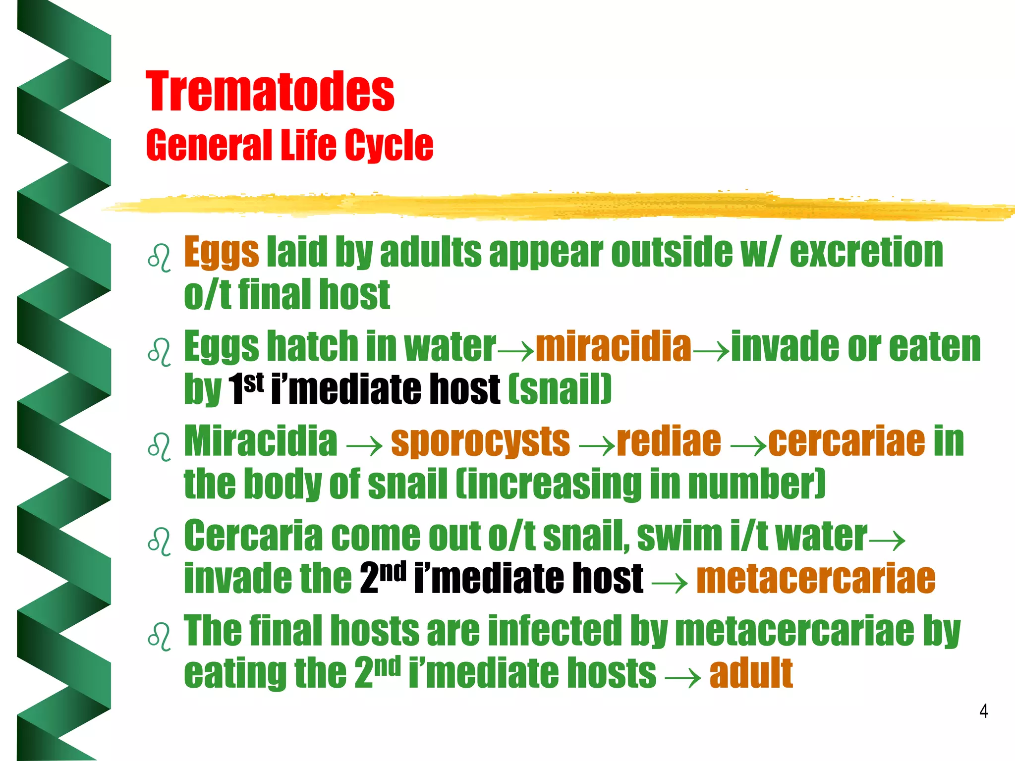 Trematoda | PPT | Free Download