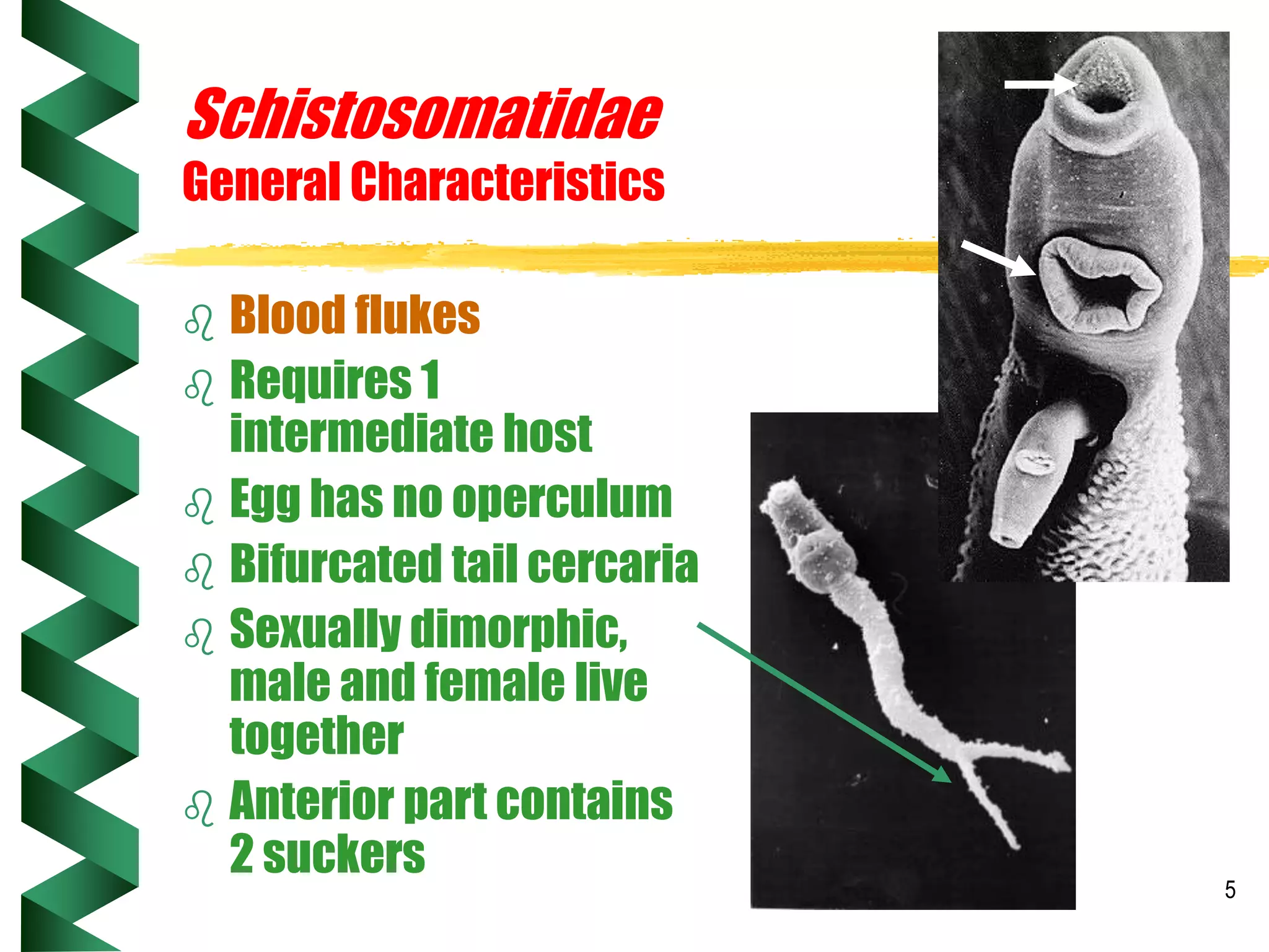 Trematoda | PPT | Free Download