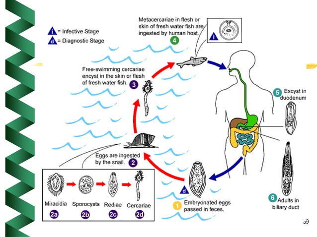 Trematoda | PPT