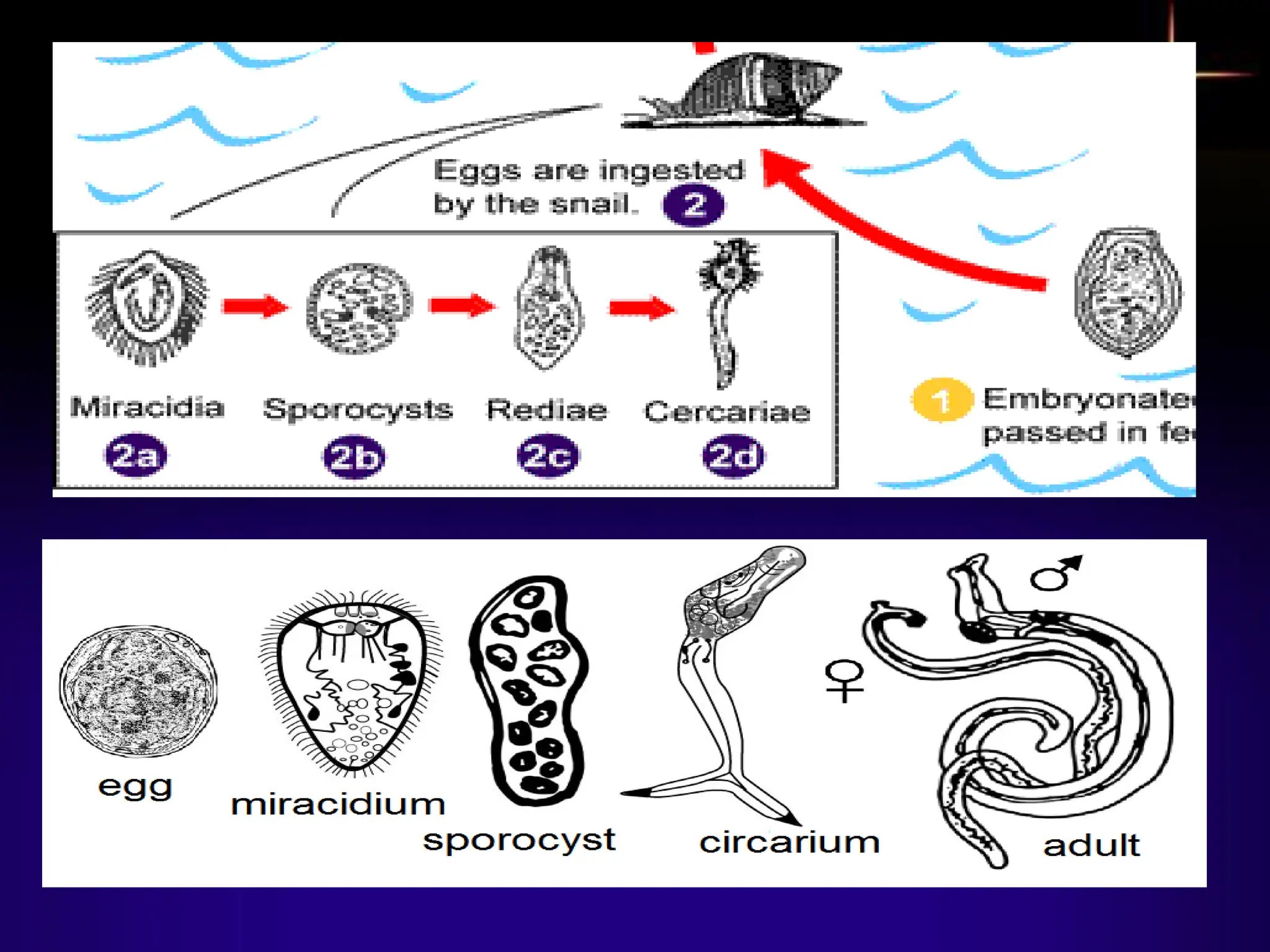 Powerpoint presentation for Trematoda.pdf