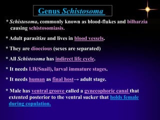 Powerpoint presentation for Trematoda.pdf