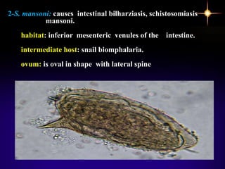Powerpoint presentation for Trematoda.pdf