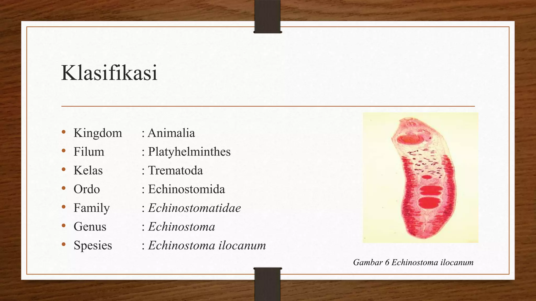 Trematoda usus | PPTX