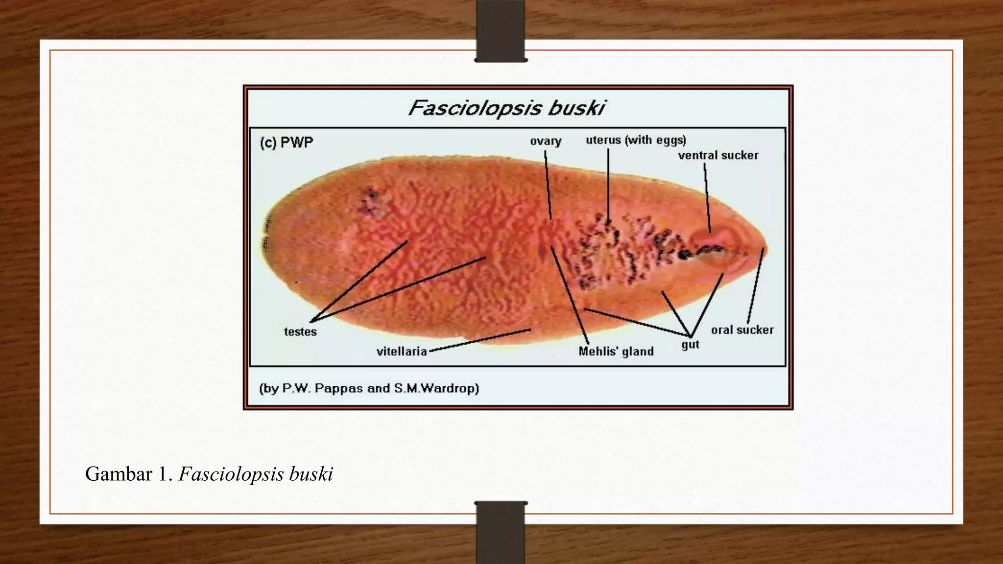 Trematoda usus | PPTX