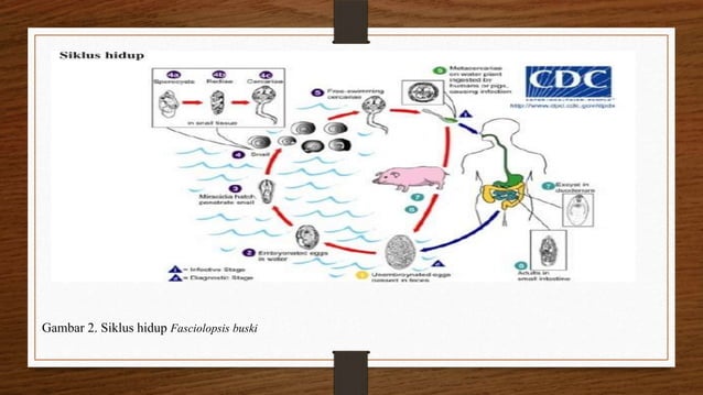 Trematoda usus | PPTX