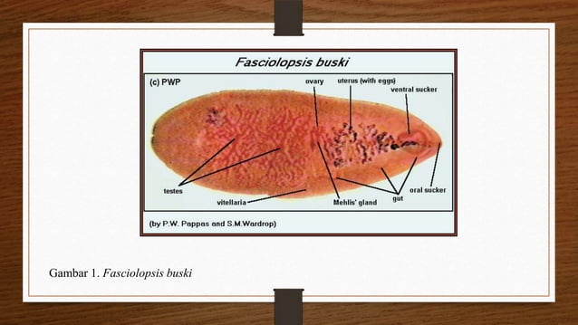 Trematoda usus | PPTX