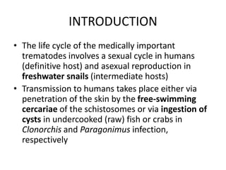 Trematode | PPTX