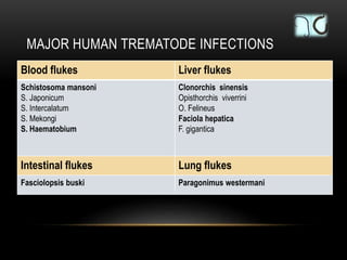 Trematode infections | PPTX