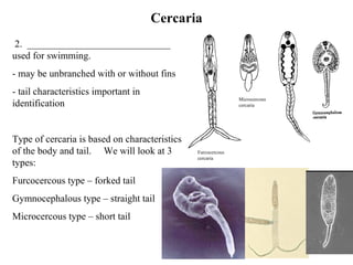 Trematode Life Cycles | PPT