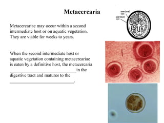 Trematode Life Cycles | PPT