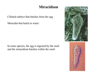 Trematode Life Cycles | PPT