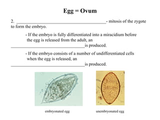 Digenetic Trematode Life Cycle