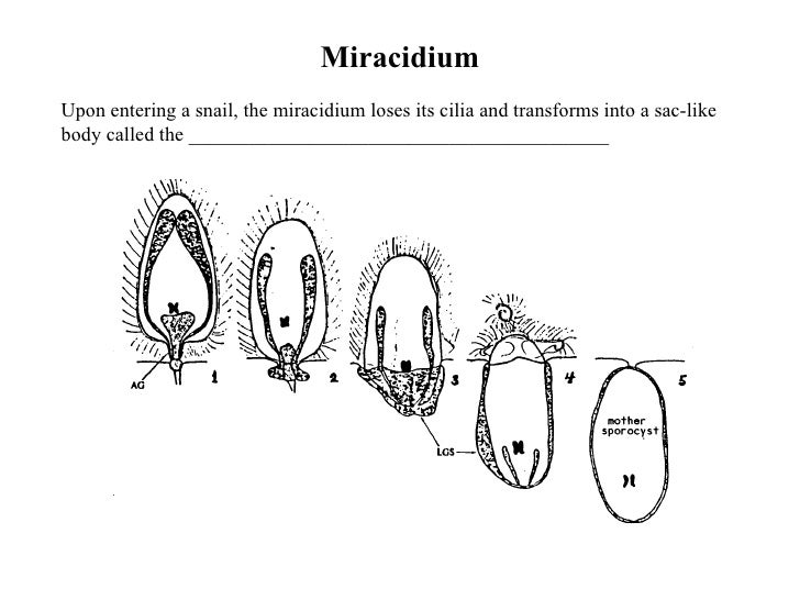 Trematode Life Cycles