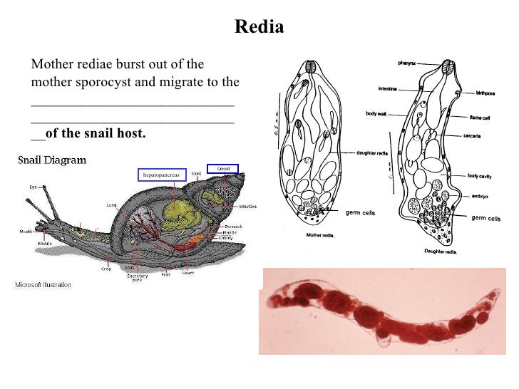 Trematode Life Cycles