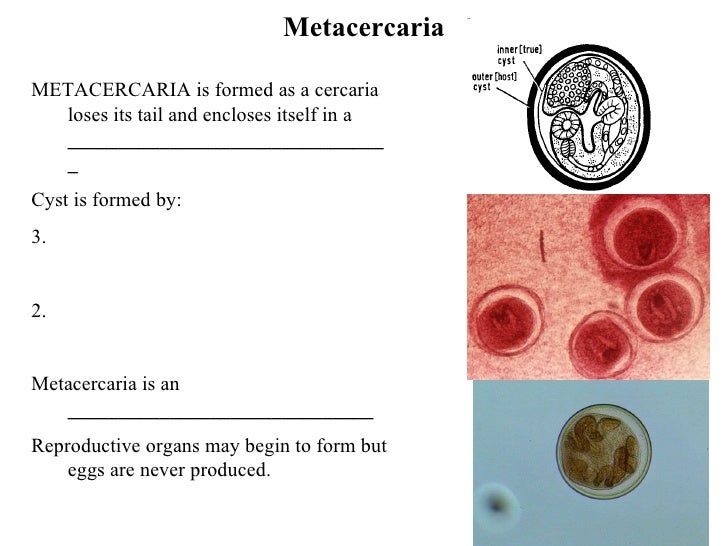 Trematode Life Cycles
