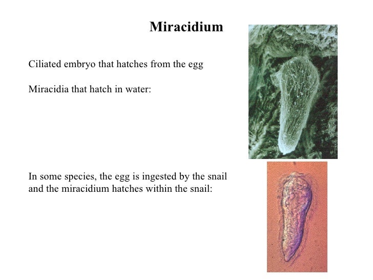 Trematode Life Cycles