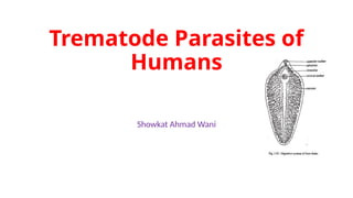 Trematode parasites of man[1]. A detailed lecturepptx | PPTX