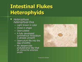 Classifications of trematodes and its epidemiology | PPT