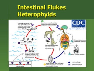 Classifications of trematodes and its epidemiology | PPT