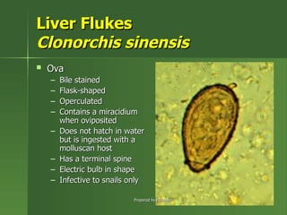 Classifications of trematodes and its epidemiology | PPT