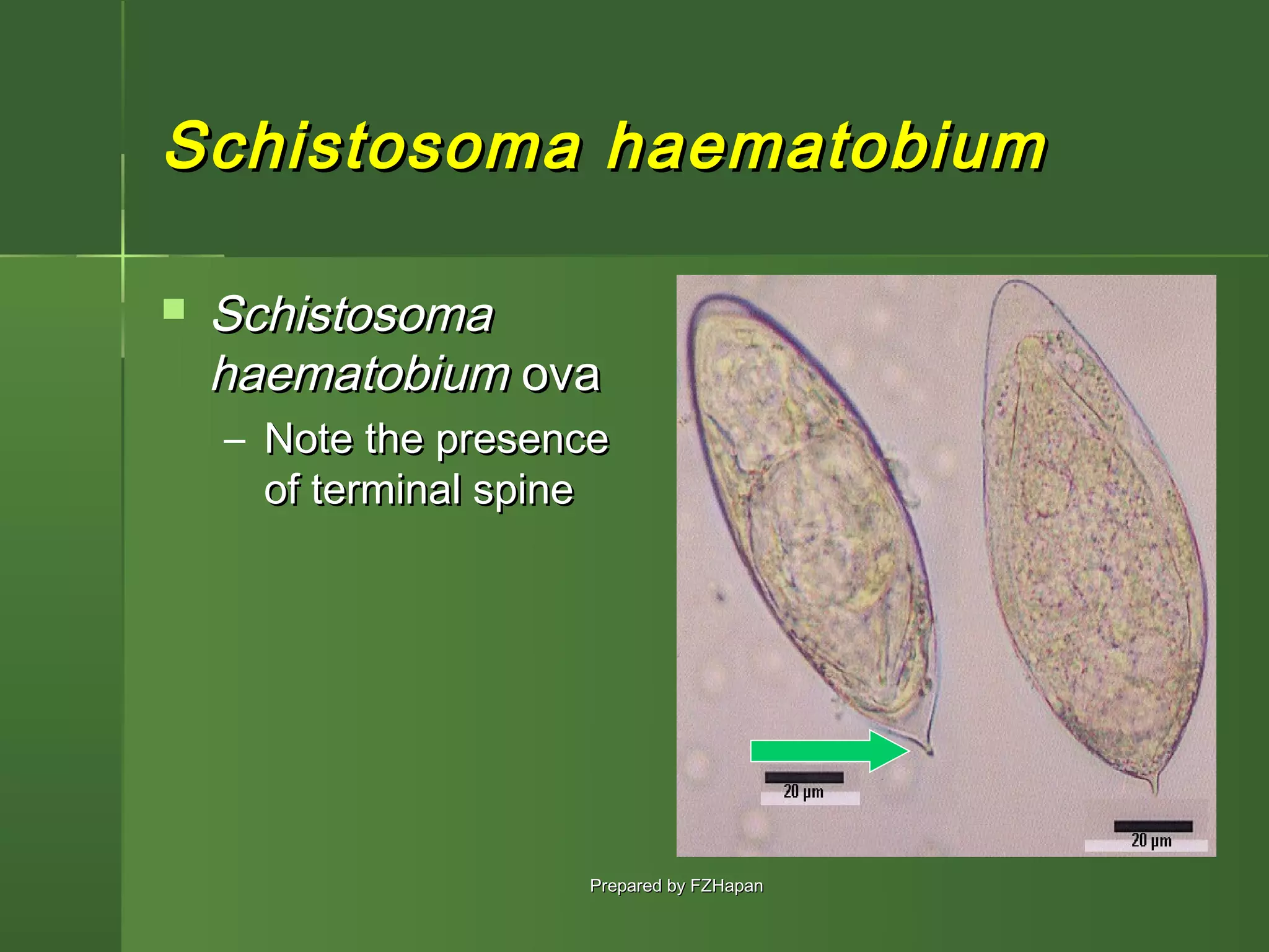 Trematodes | PPT
