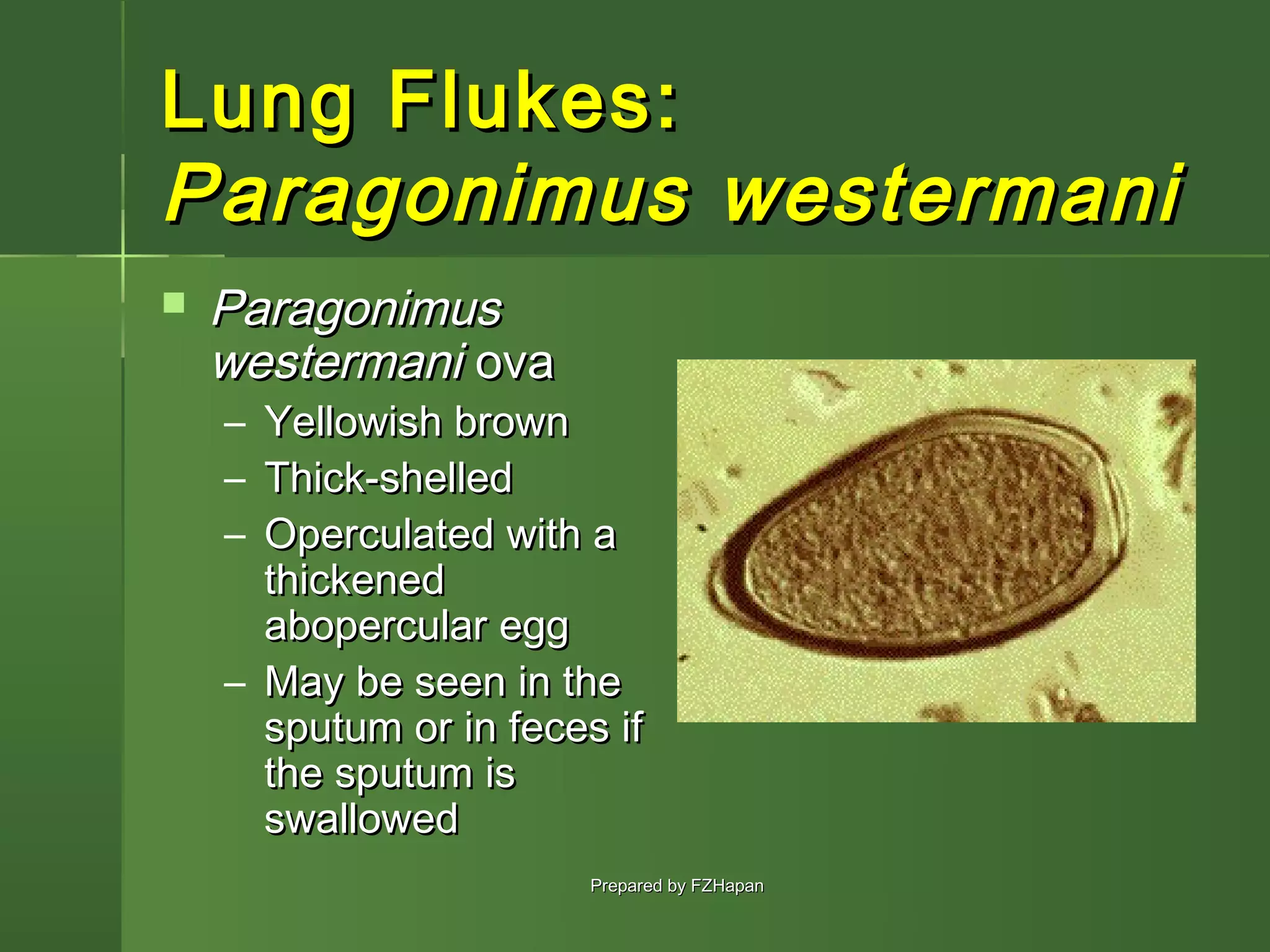 Trematodes | PPT