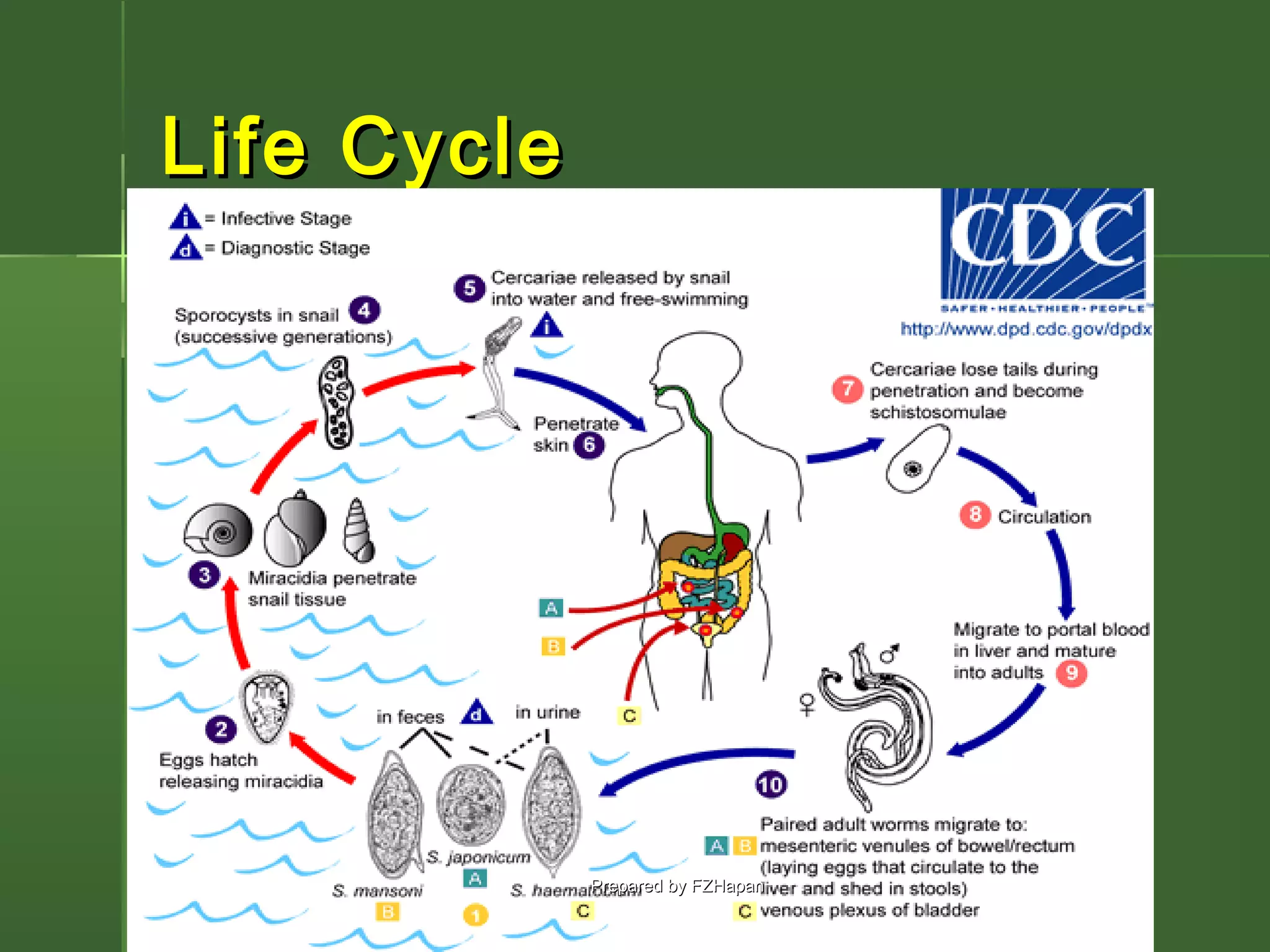 Trematodes | PPT