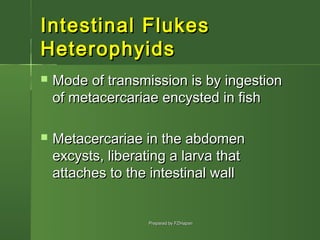 Trematodes | PPT