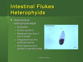 Trematodes | PPT