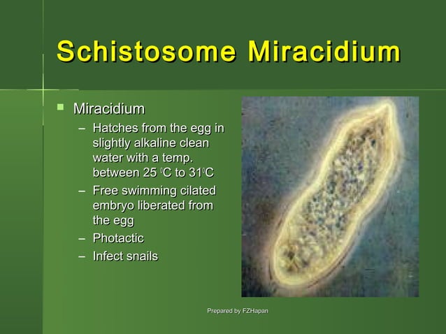 Trematodes | PPT