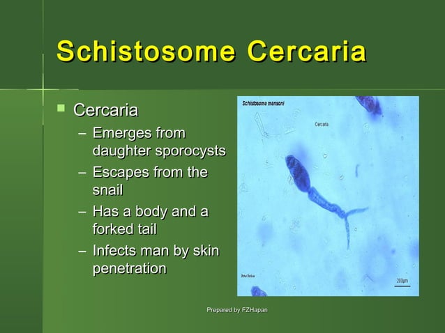 Trematodes | PPT