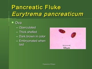 Trematodes | PPT