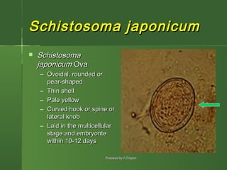 Schistosoma Japonicum Parts