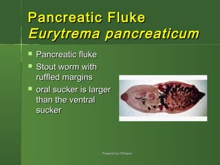 Eurytrema Pancreaticum