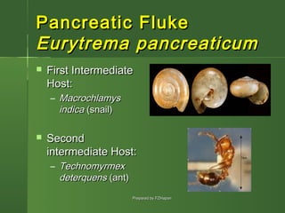 Eurytrema Pancreaticum