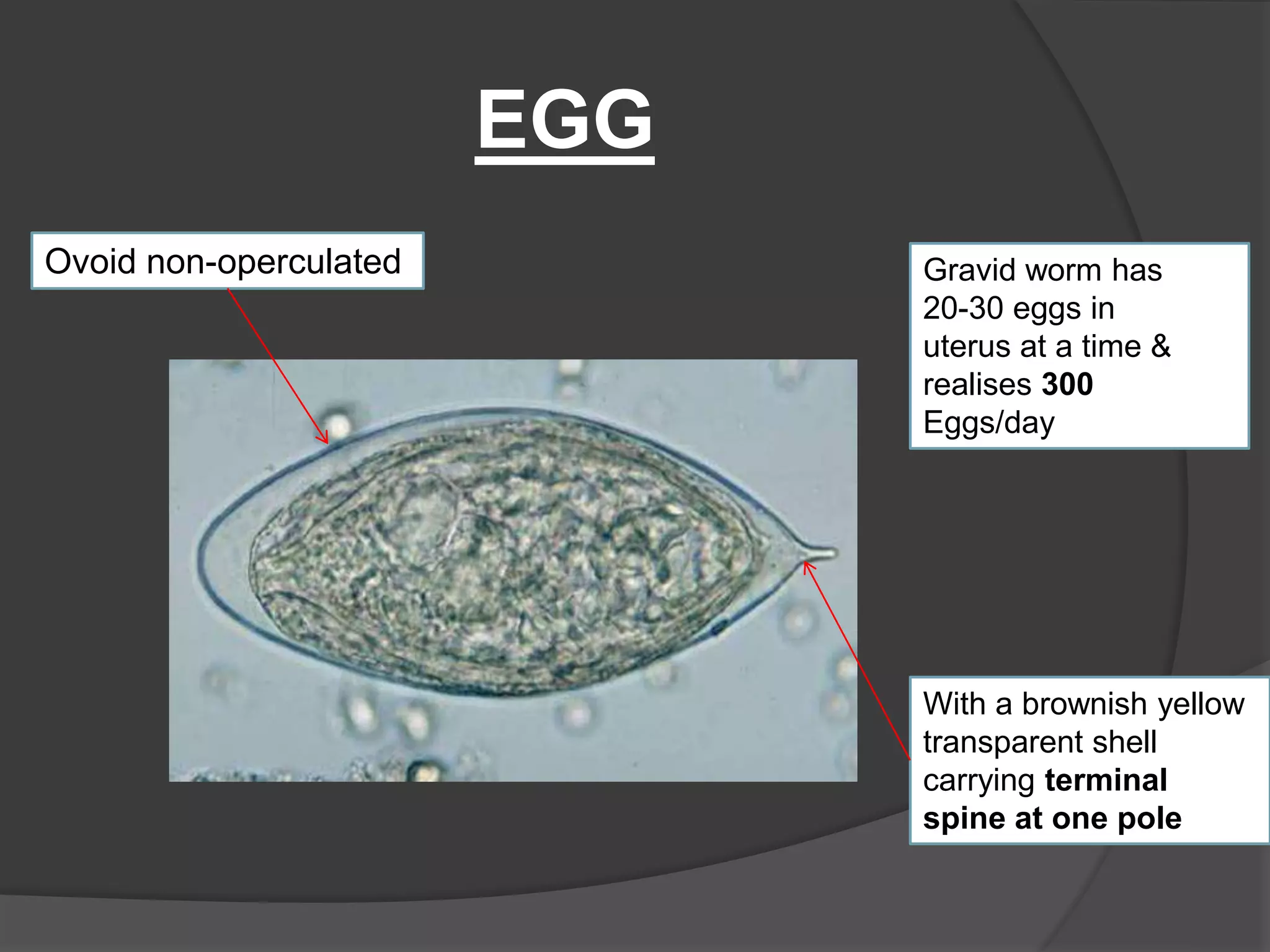 Trematodes:FLUKES | PPTX