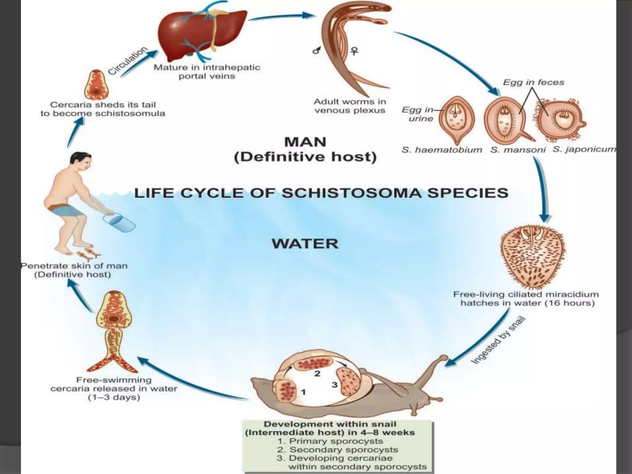 Trematodes:FLUKES | PPTX