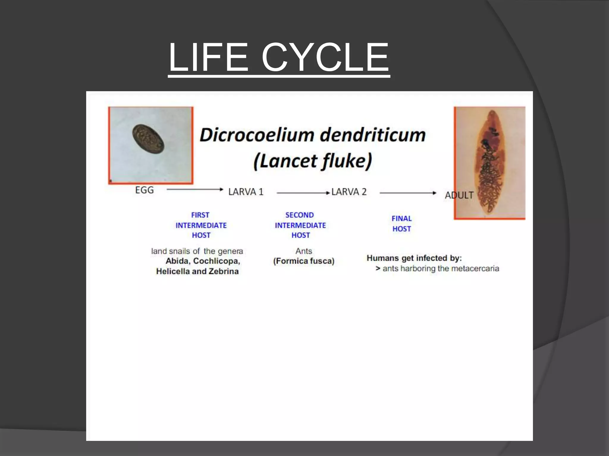 Trematodes:FLUKES | PPTX