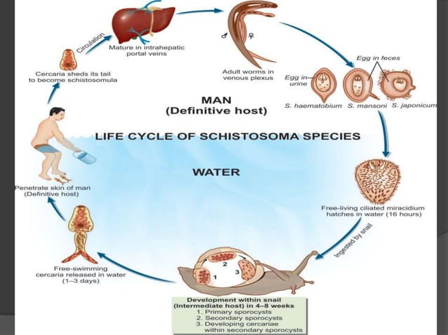 Trematodes:FLUKES | PPTX | Infectious Diseases | Diseases and Conditions